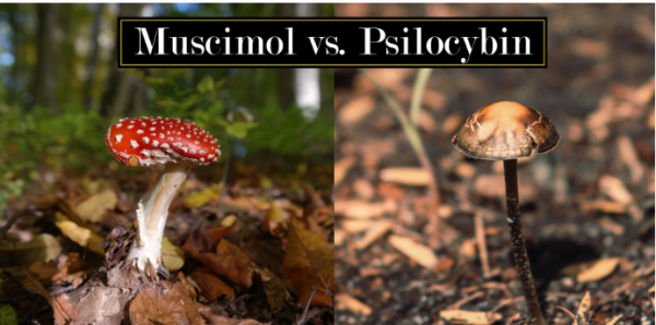 What is Muscimol? - The Trusted Lab
